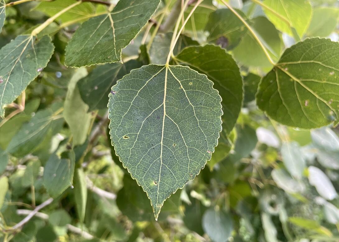 Quaking Aspen | CMP Tree Selection Tool